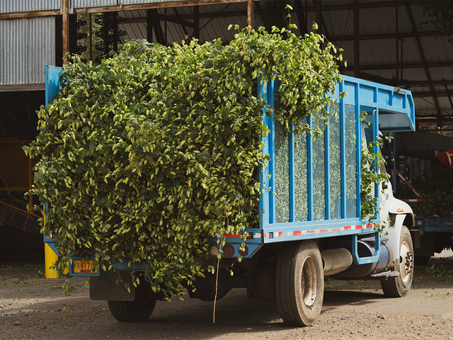 Hop Selection in Oregon 2025🌱 – Cloudwater Brew Co